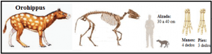 Orígenes del caballo: Orohippus - Arre caballo!