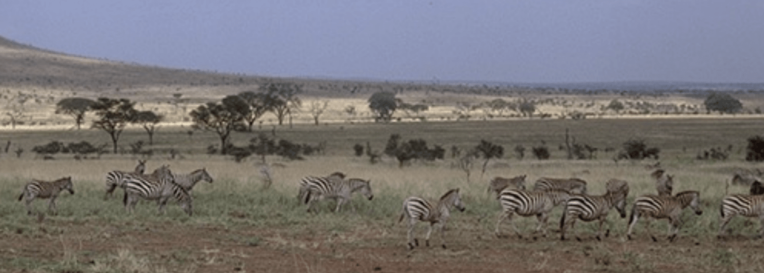 Orígenes del caballo: Pliohippus - Arre caballo!